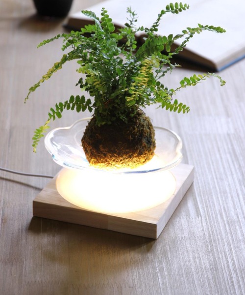 SPICE OF LIFE（スパイス オブ ライフ）の「LEDディスプレイライト USBタイプ Mサイズ 15cm（照明）」 - WEAR